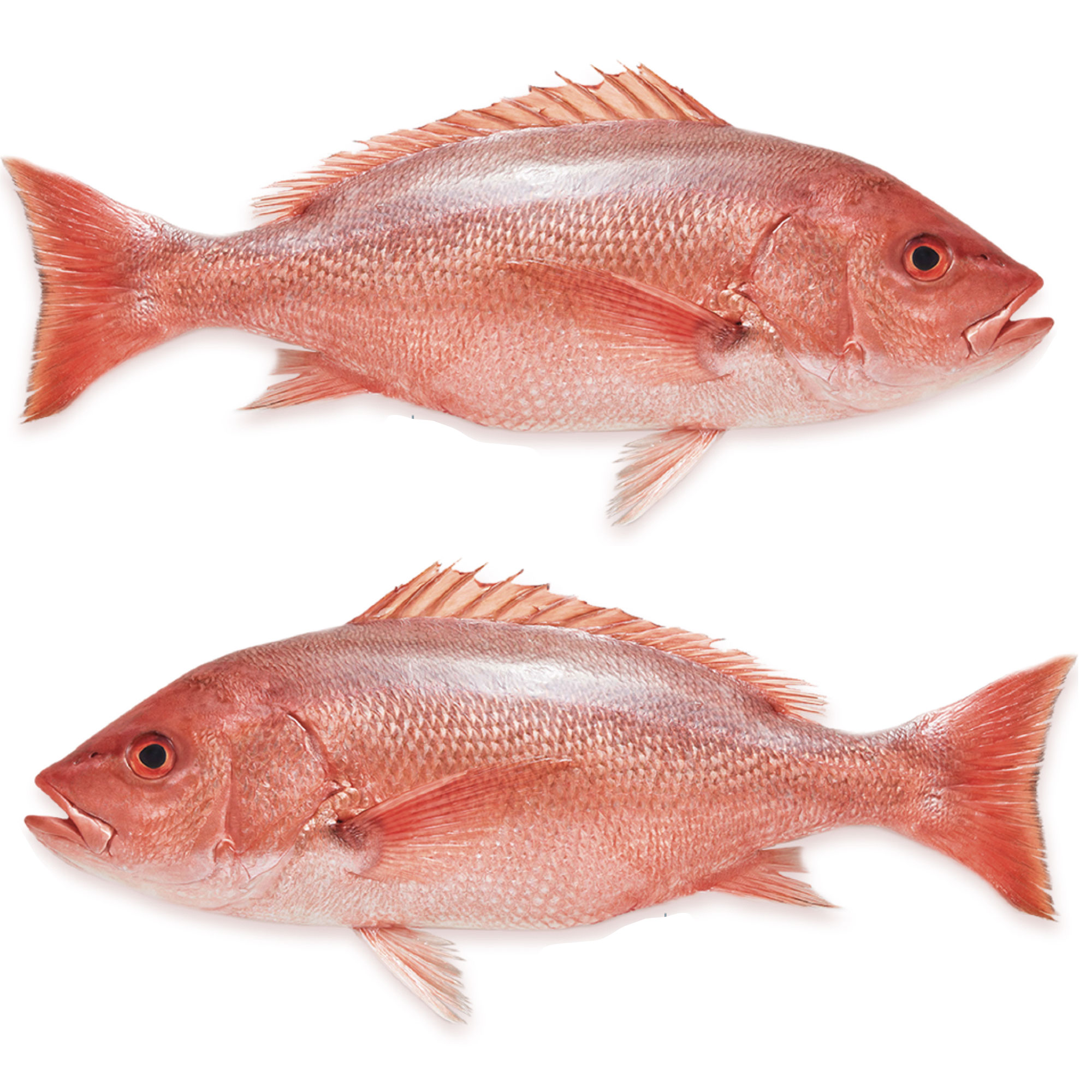 Red Snapper - Prime Time Seafood