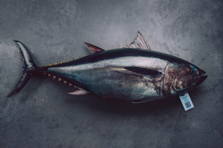 Bluefiná Bluefin Tuna - Prime Time Seafood